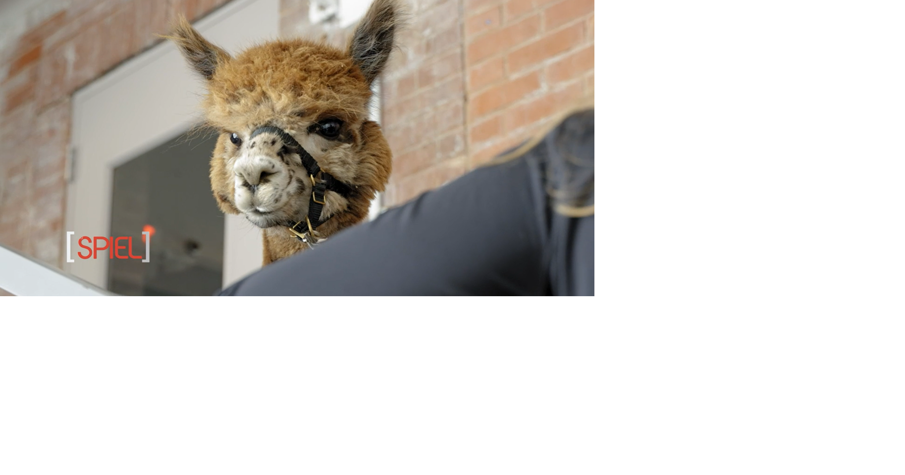 Elevator alpaca-lypse leaves stars stuck | News | WPSD Local 6
