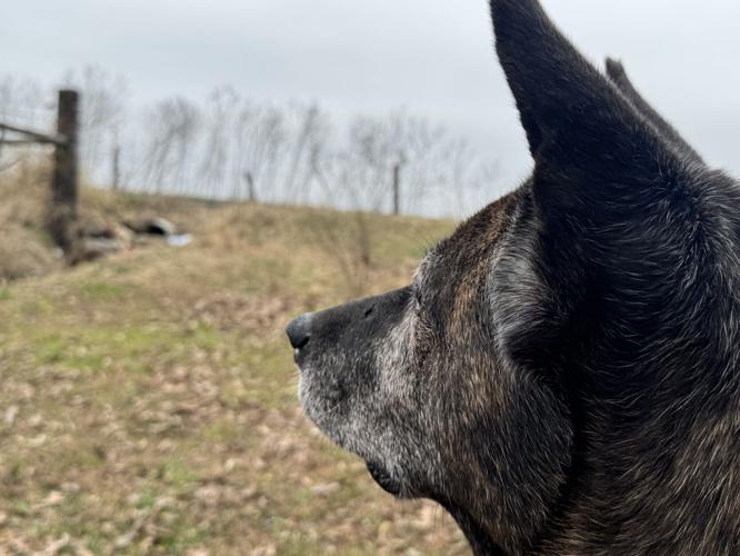 Dog involved in Howery hoarding case finds new home ahead of Christmas ...