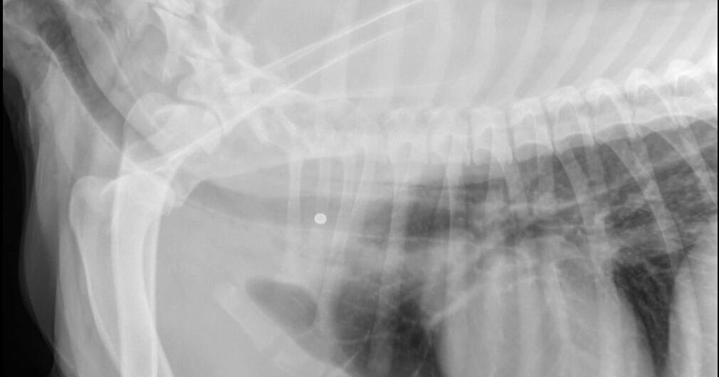 Community, Humane Society manager react to video of dog shot with ...