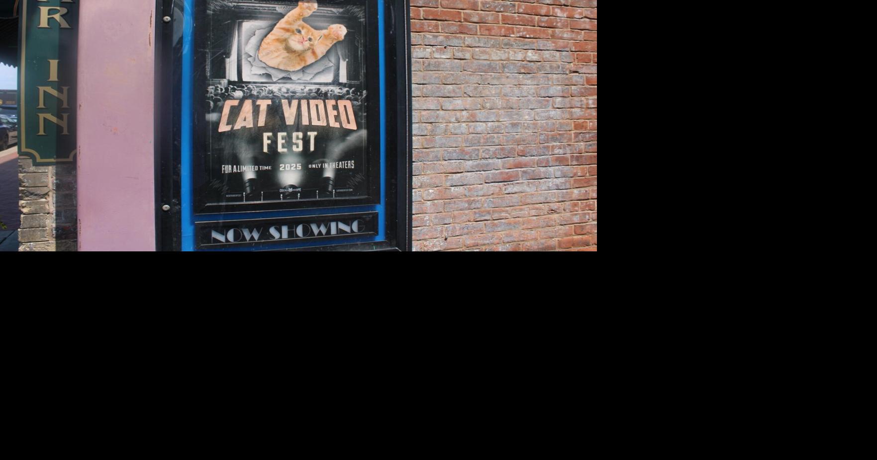 Maiden Alley Cinema to show Cat Video Fest: Festive felines for a ...