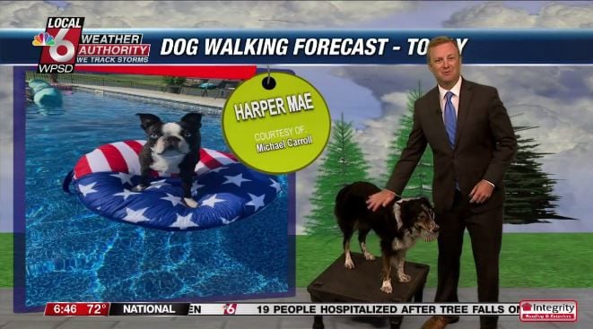 Dog Walking Forecast: 7/6/20 | | WPSD Local 6