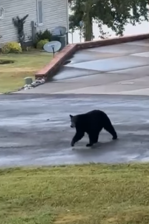 Black bear sightings in western Kentucky explained | News | WPSD Local 6