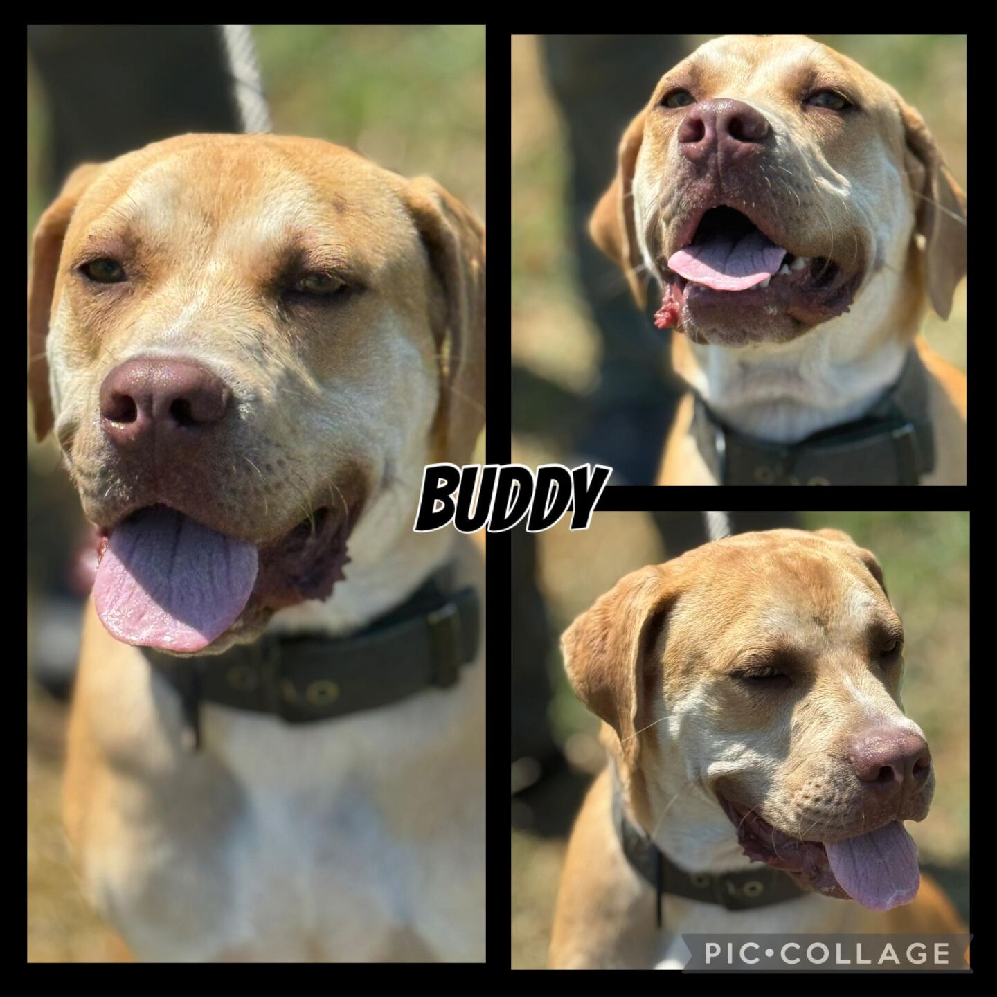 Forever Home Friday: meet your new buddy — Buddy | Community | WPSD Local 6