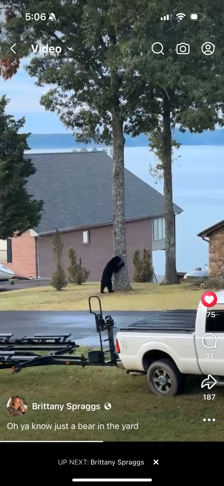 Black bear sightings in western Kentucky explained | News | WPSD Local 6
