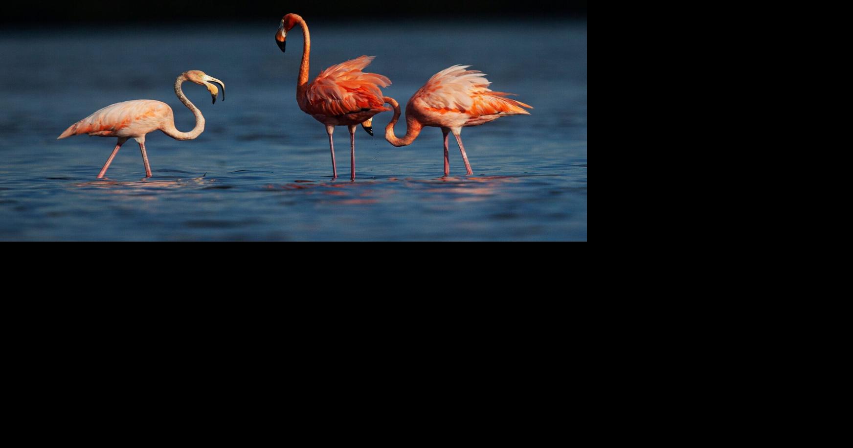 Flamingo sightings are pouring in from states where the birds aren’t ...