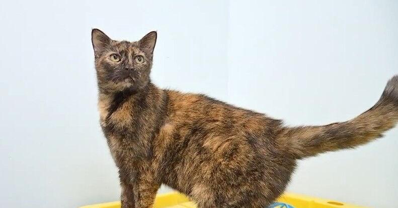 Feline Fursday: meet Maya Angelou!! | Community | WPSD Local 6