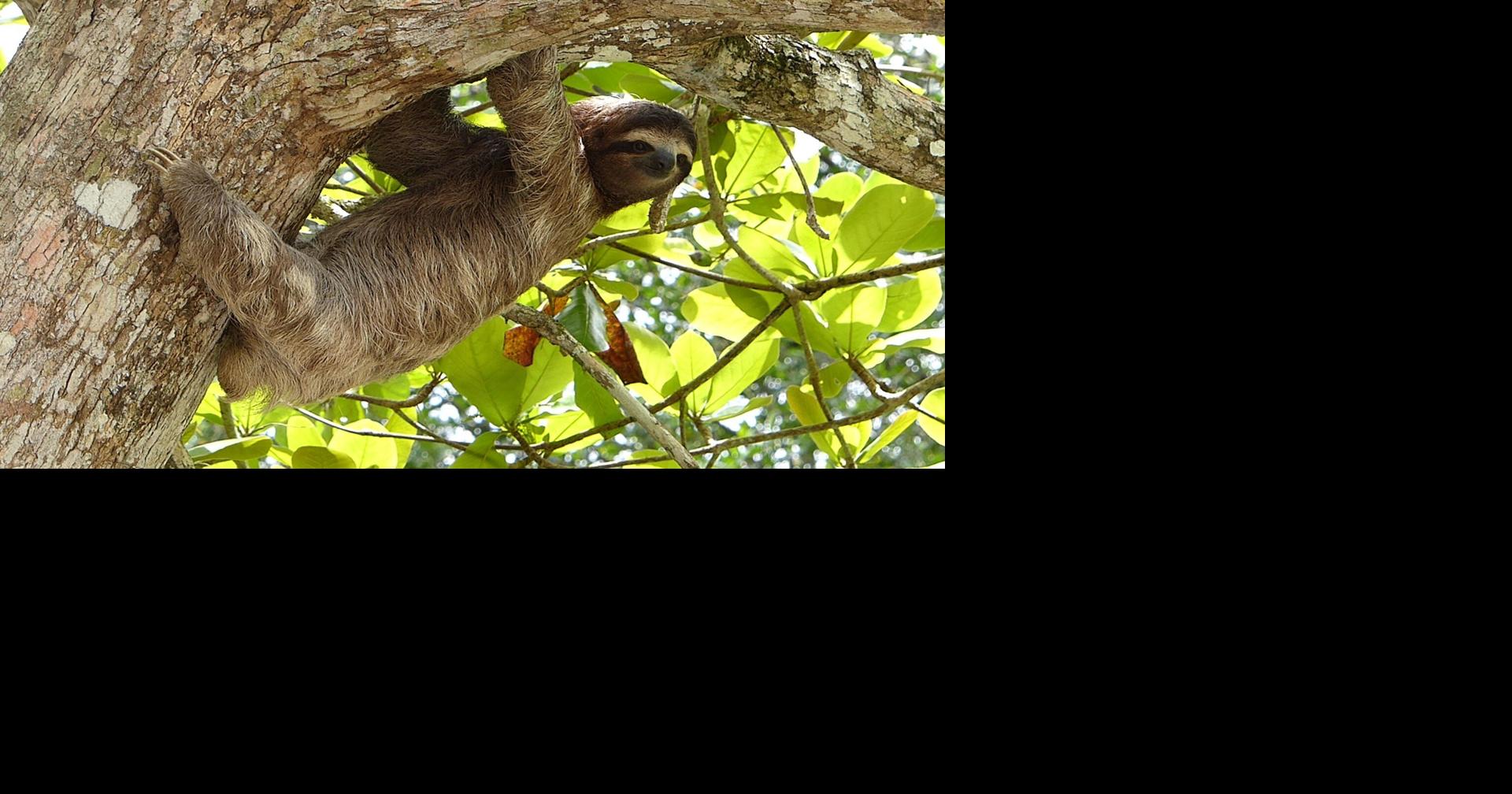 Slow, sleepy and covered in algae: beloved sloth experience coming back ...