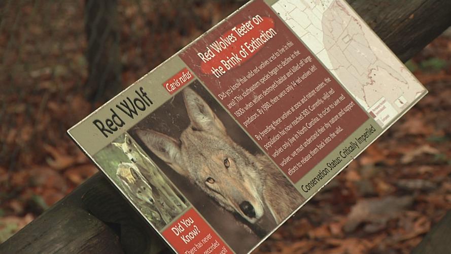 Wolf Week spotlights strides to repopulate red wolves in the United ...