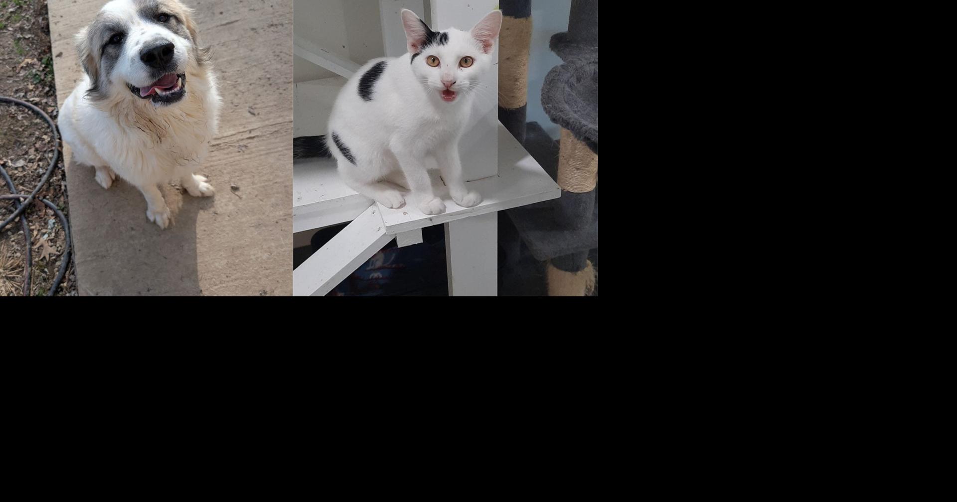 Forever Home Friday — Meet Buddy and Sparks! | Community | WPSD Local 6