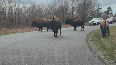 Land Between the Lakes holding virtual bison auction | News | WPSD Local 6