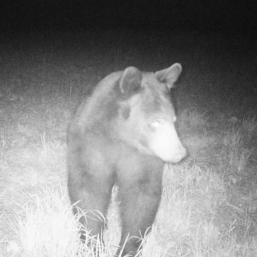 'Please be mindful of who we are sharing the woods with' — LBL shares ...