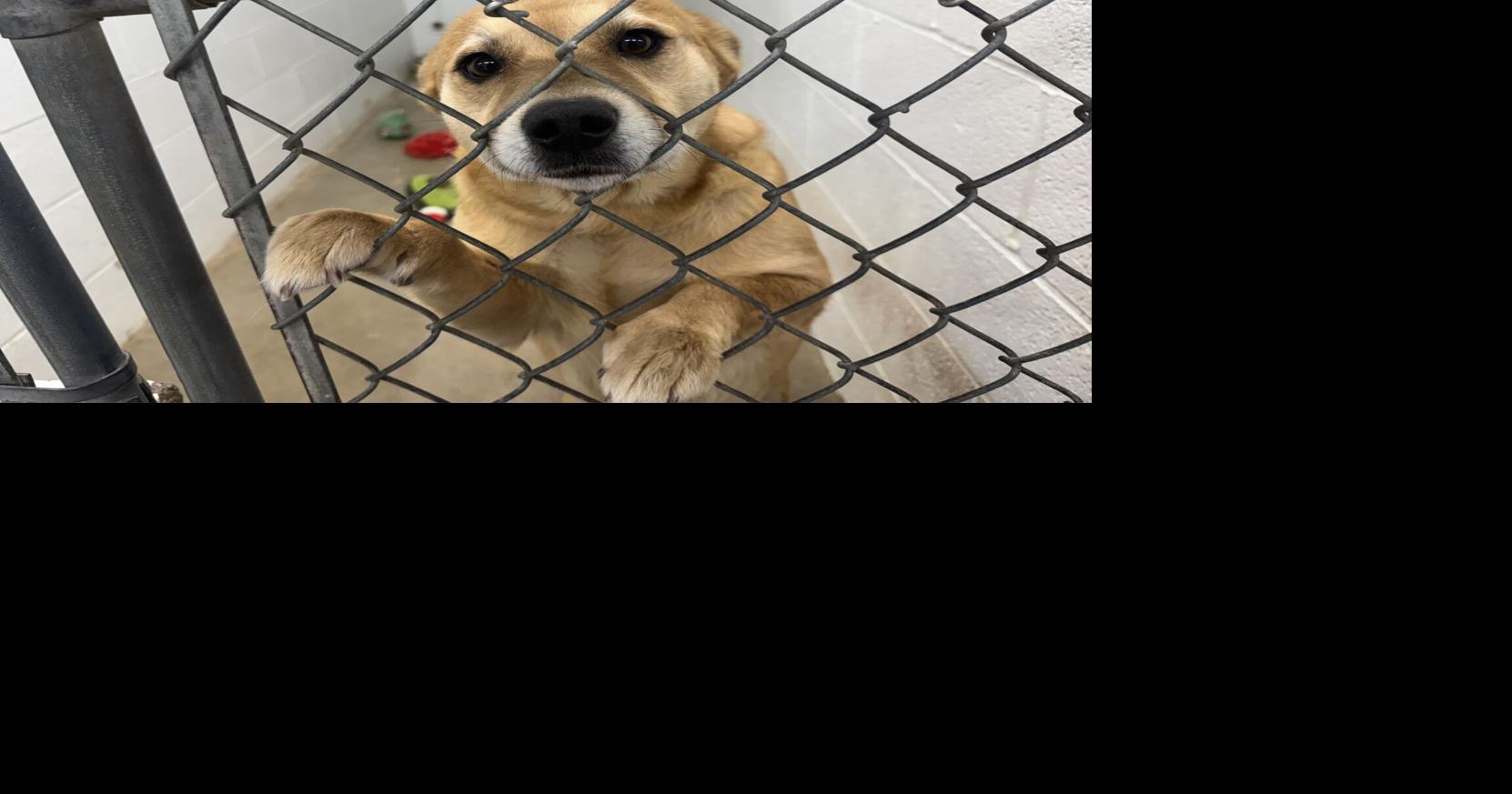 Local humane society shares how they keep animals safe amid low temps ...