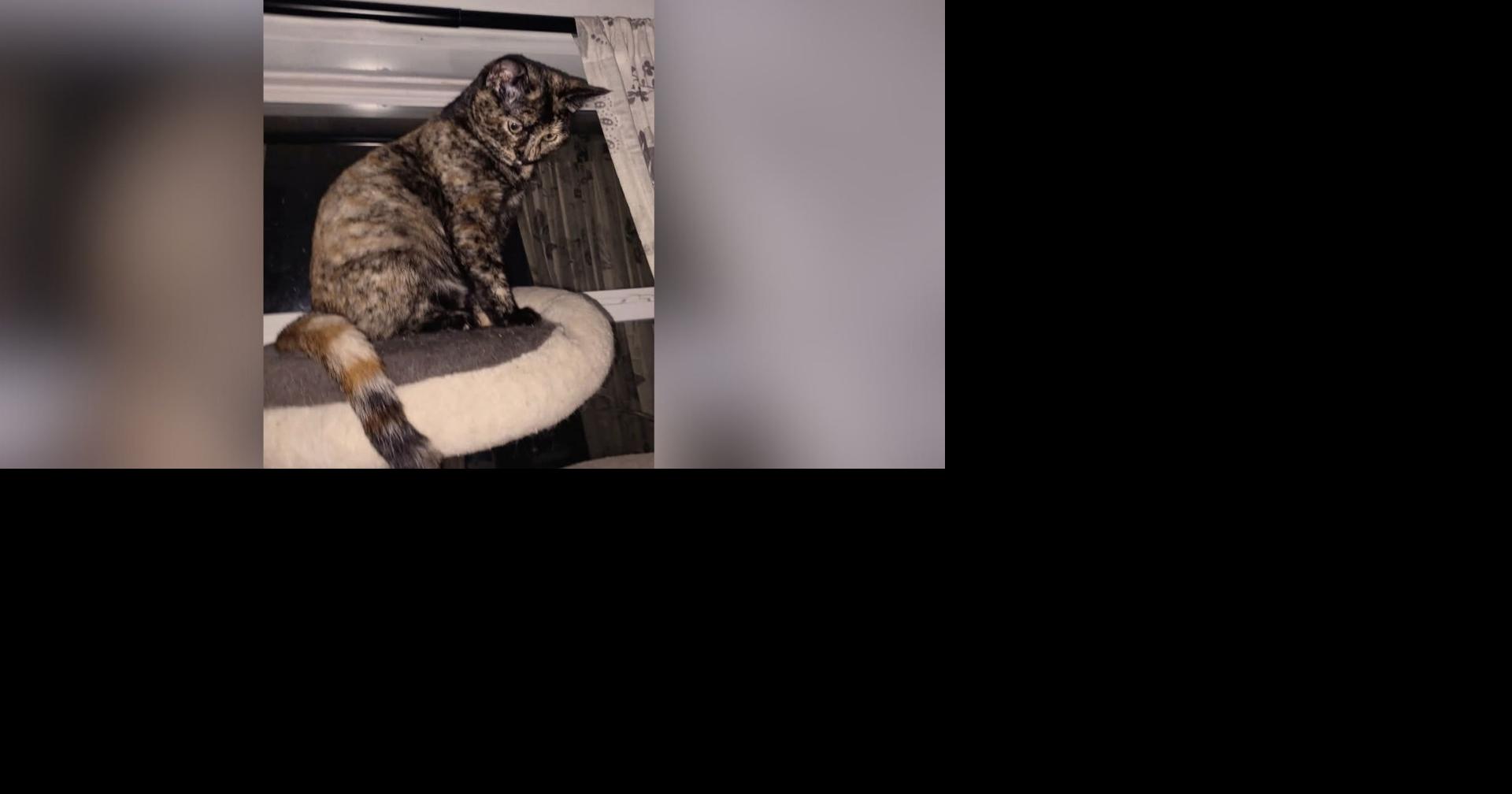 Feline Fursday — meet Emmie the tortie! | Community | WPSD Local 6