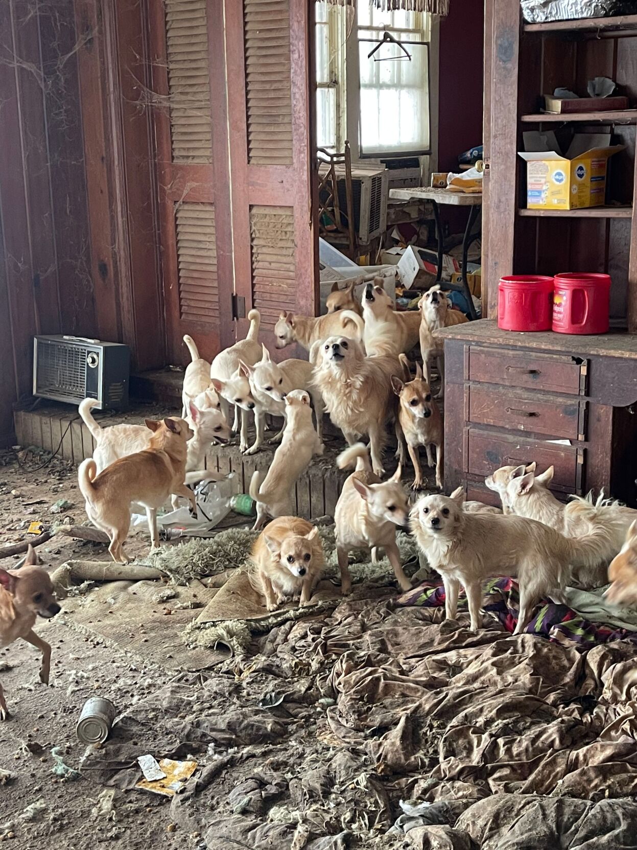76 dogs rescued from 'extremely hazardous conditions' on TN property ...