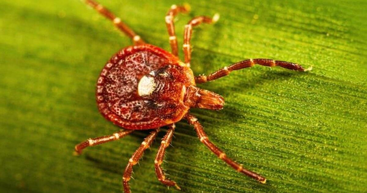 Tick season is here — Doctor, patient share preventative measures ...