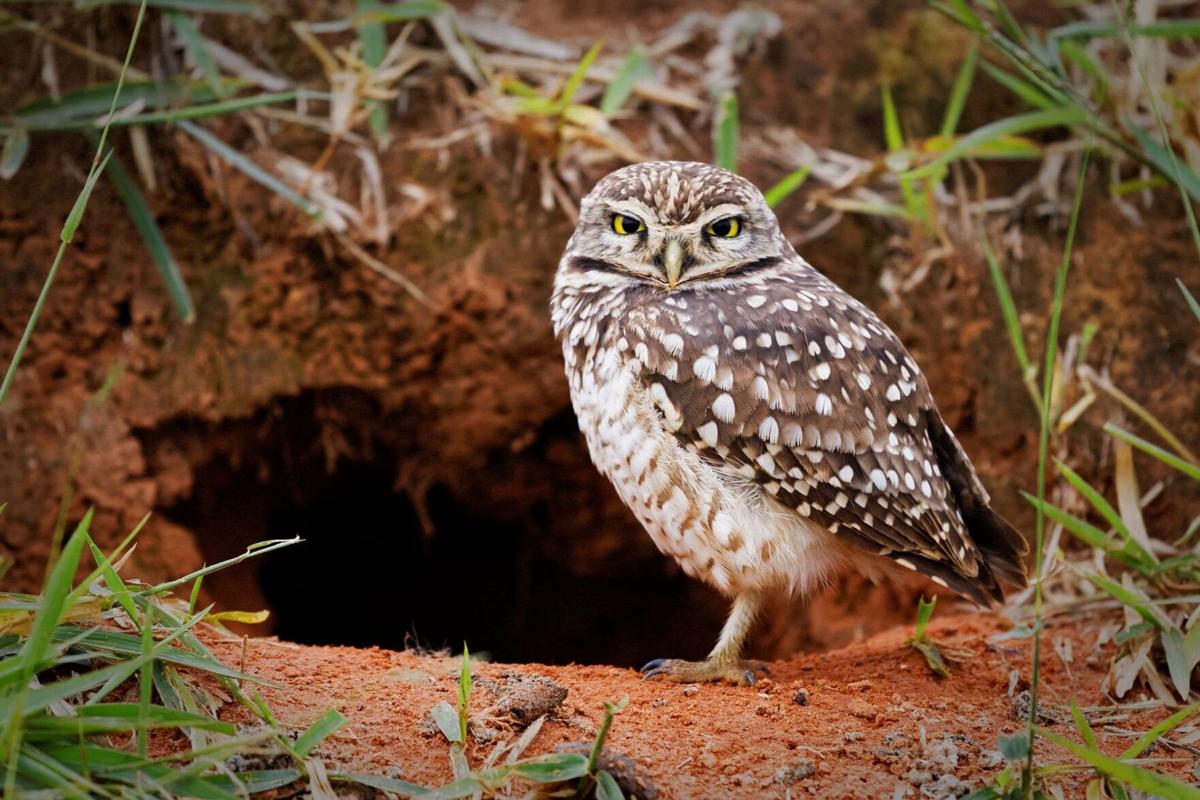 burrowing owl eating