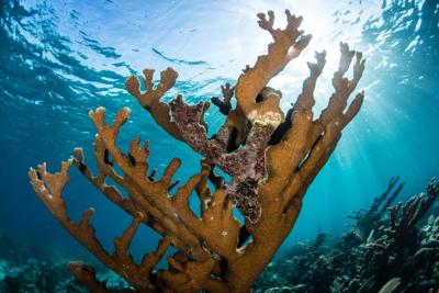 Scientists make major breakthrough in race to save Caribbean coral ...