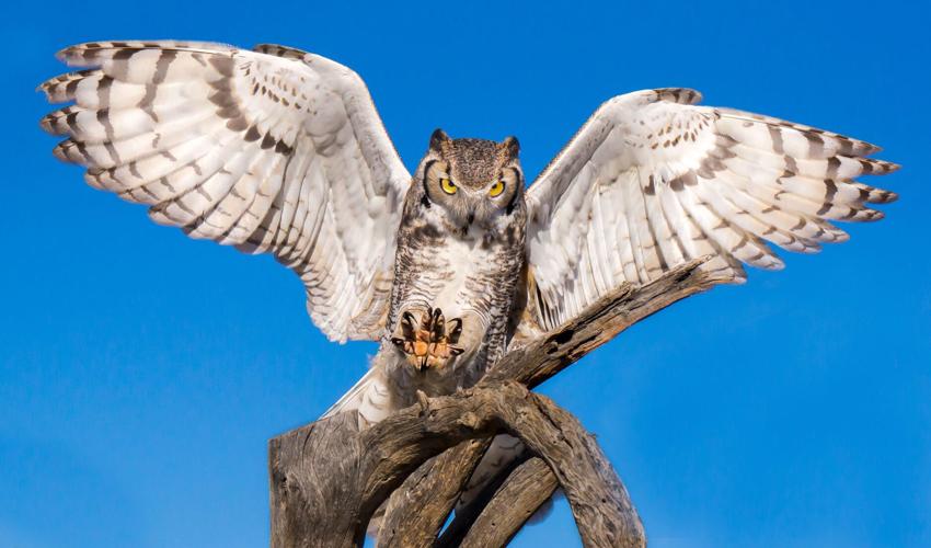 Owl photos are flooding the internet ahead of the Super Bowl. Here’s ...