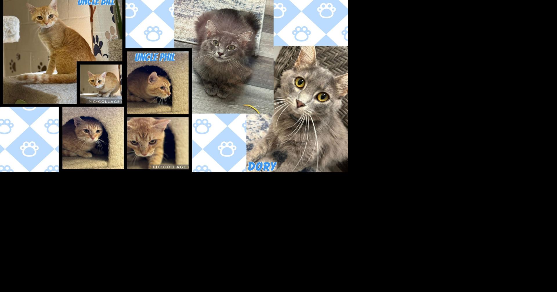 Uncle Bill, Uncle Phil, Sweet Pea, and Dory — Two pairs of cats ready ...