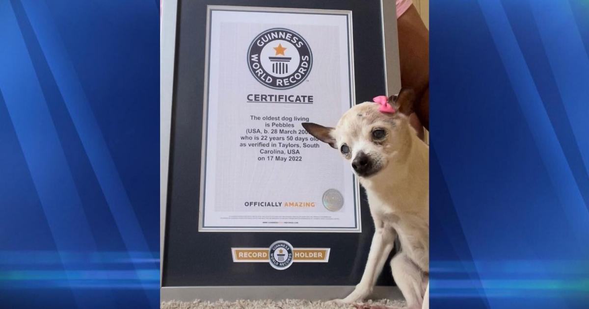 Pebbles The World s Oldest Dog Has Died At Age 22 News WPSD Local 6 pebbles-the-world-s-oldest-dog-has-died-at-age-22-news-wpsd-local-6