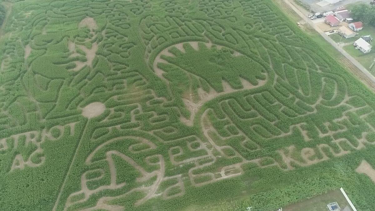 king corn maze