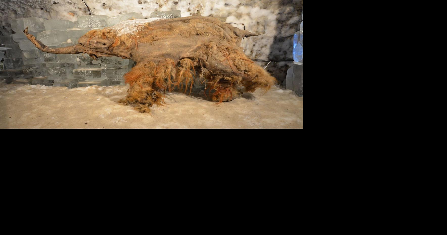 Oldest sequenced RNA reveals details about a mammoth’s final moments ...