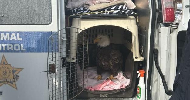 Bald eagle "in a dazed state" rescued along road, officials say | News ...