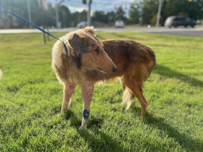 Community unites to find missing boy; family dogs stuck by his side ...