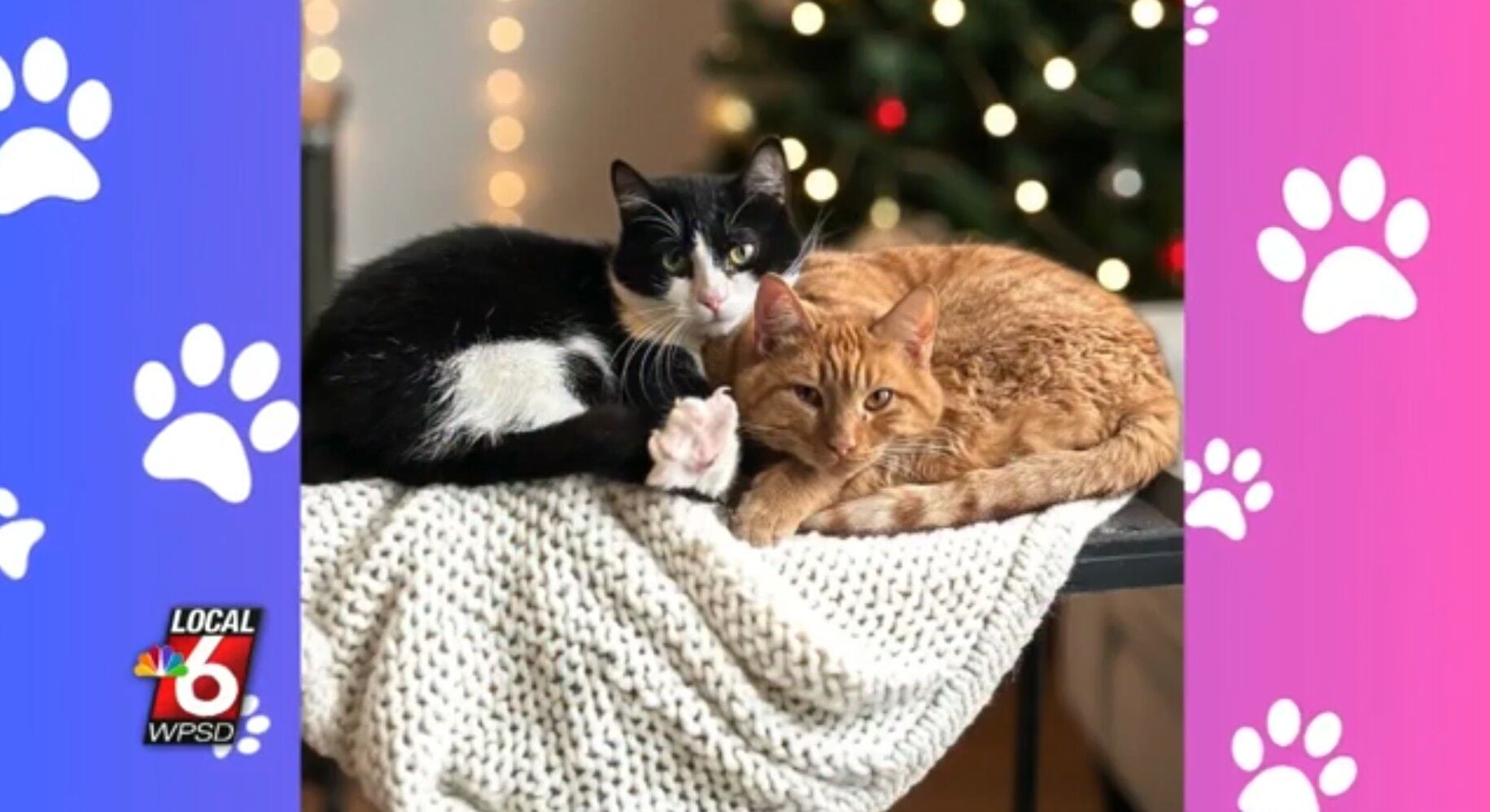 Feline Fursday — meet Tux and Tony! | News | WPSD Local 6