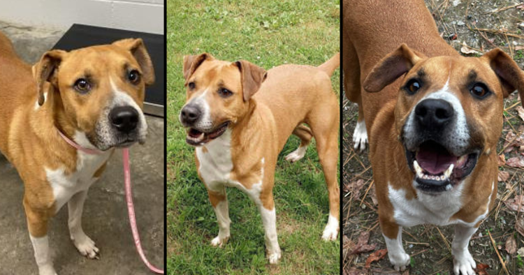 Graham is the pup who won't give up in his search for a forever home ...