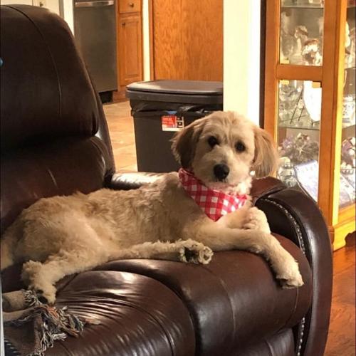 Teddy and Bandit: The most adorable dogs you'll see today | News | WPSD ...