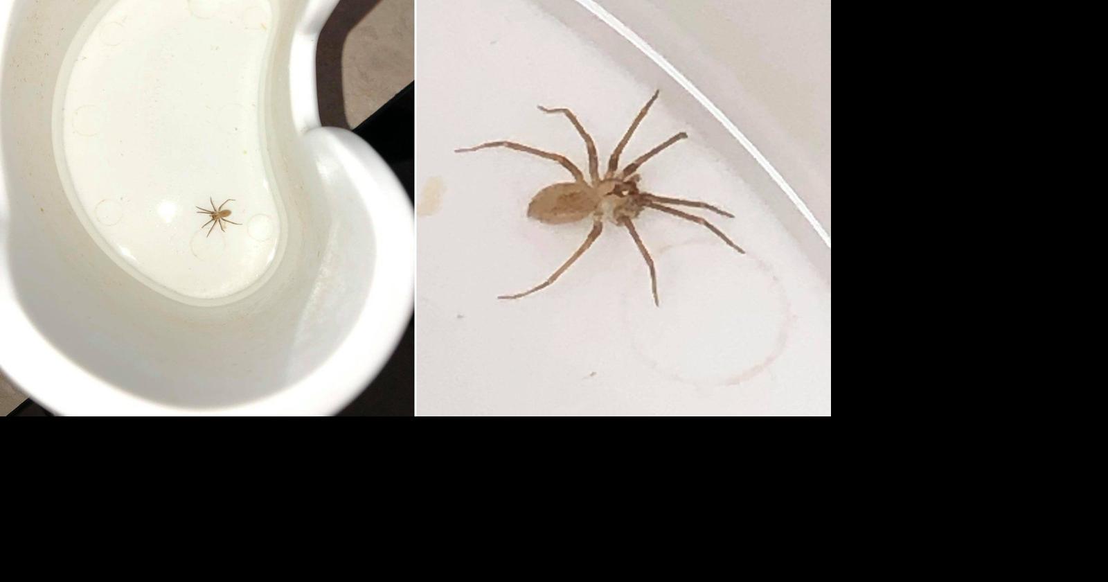 She thought there was water in her ear. Turns out it was a venomous ...