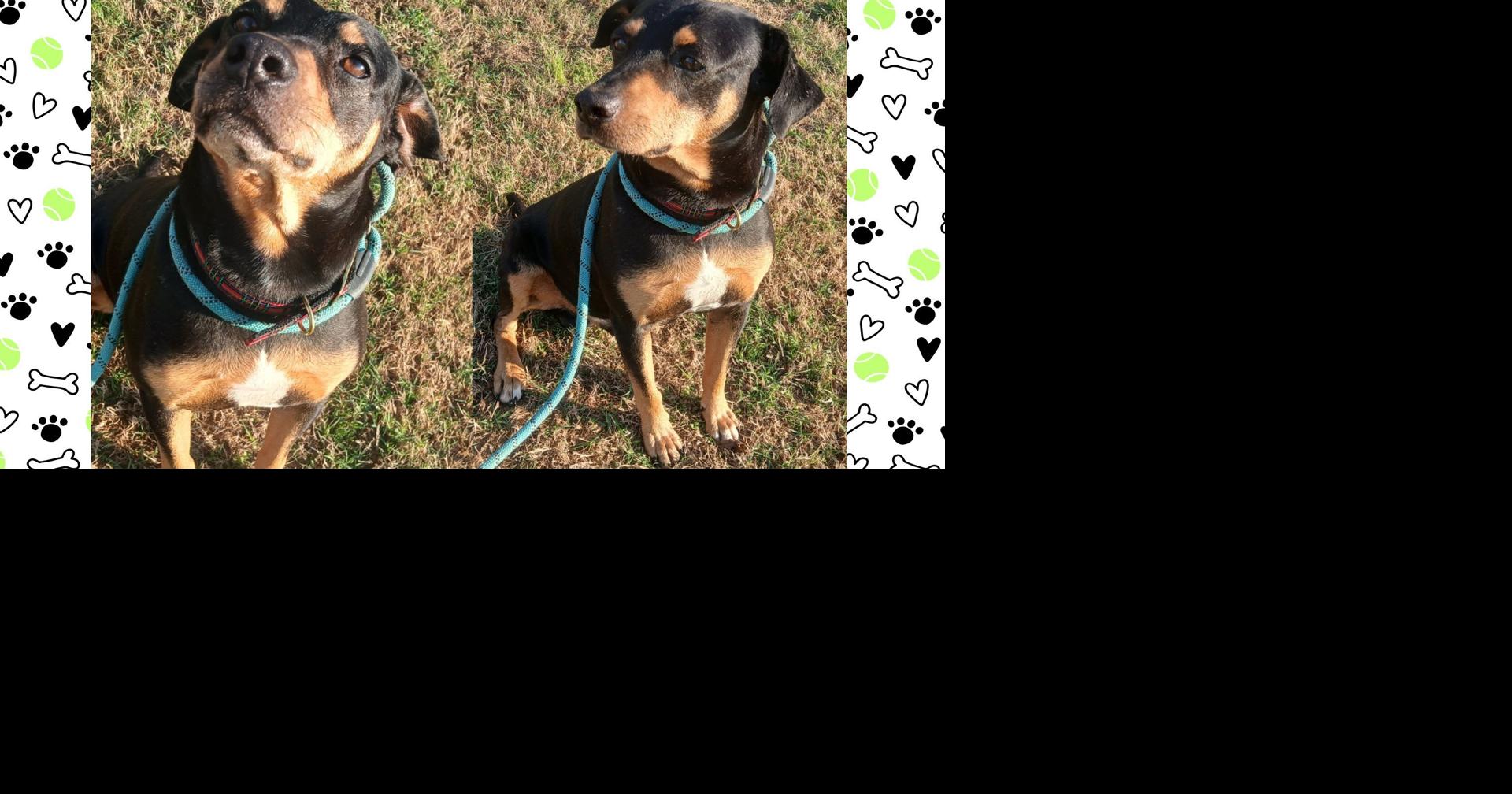 'Absolute best boy' Rupert searches for a home | Community | WPSD Local 6