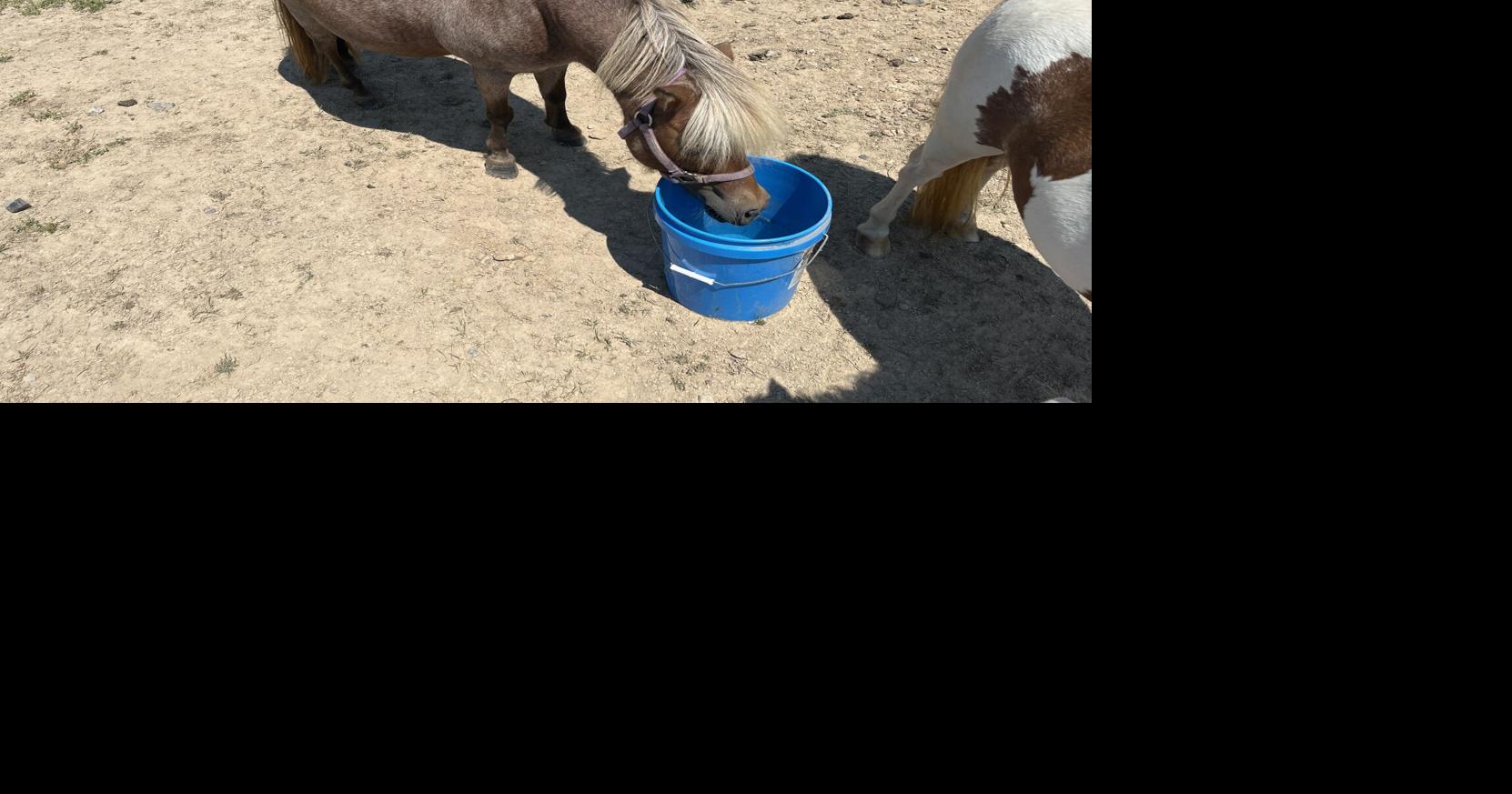 Farmers balance heat safety for horses and themselves | Newsletter ...