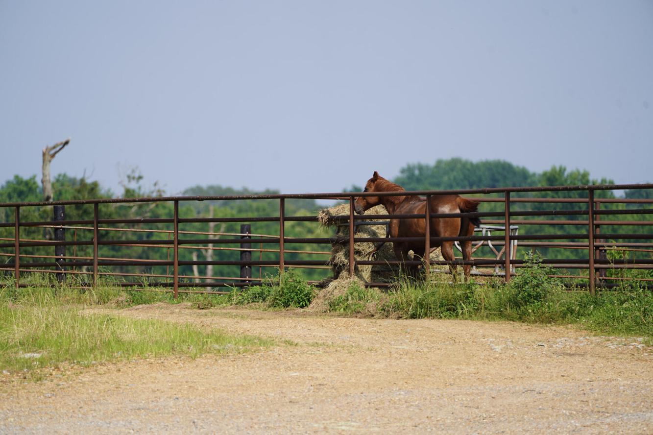 Two years later, banks grapple with impact of massive ghost cattle ...