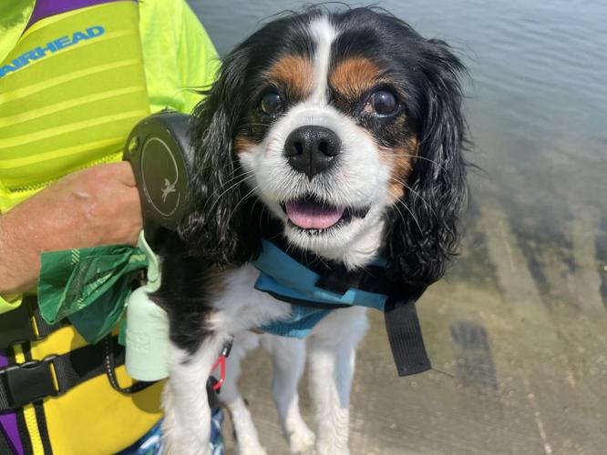 Jet-ski dog makes stop in Paducah | News | WPSD Local 6
