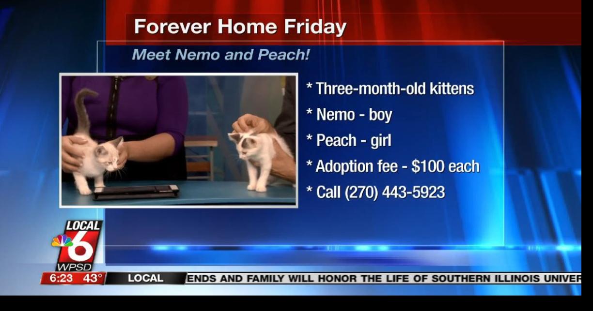 Forever Home Friday – Nemo and Peach | Forever Home Friday | WPSD Local 6