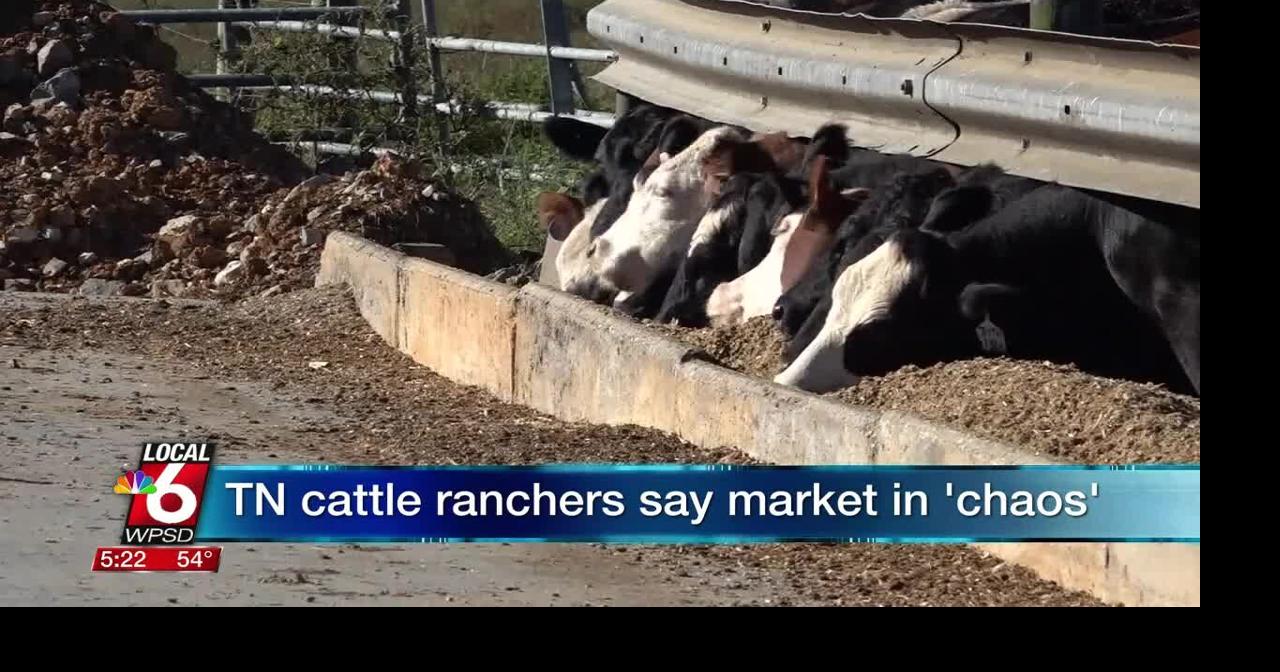 TN cattle ranchers on beef imports | Local News On Demand | WPSD Local 6