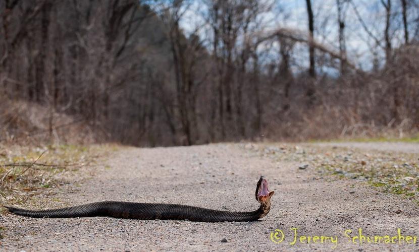Snake Road closes for vehicles, opens for reptiles, people | News ...