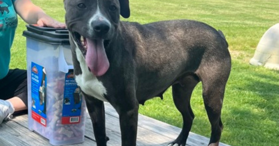 Marley: The smiley princess searching for her forever home | News ...