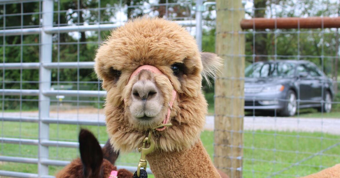 Misty Pond Alpaca and Maremmas farm brings soft alpaca joy to Paducah ...