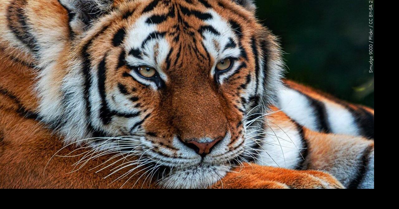As tiger count grows, India's Indigenous demand land rights | News ...