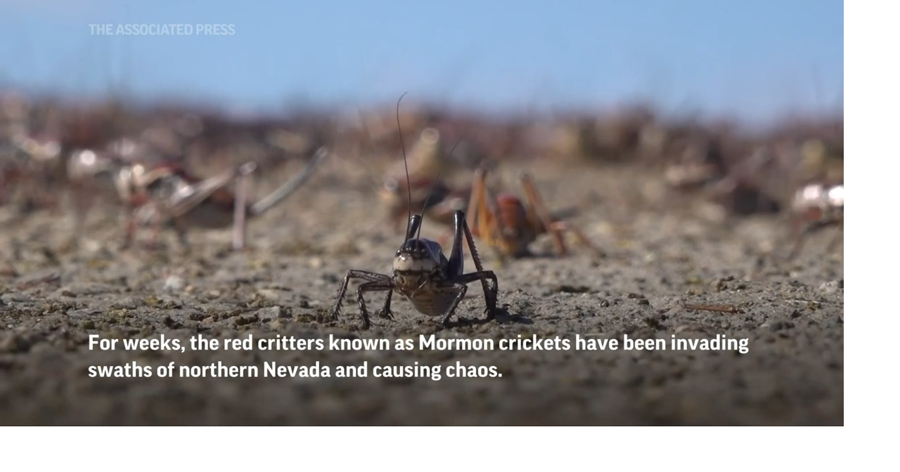 Nevada confronts invasion of blood-red crickets | News | WPSD Local 6