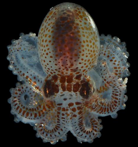 Scientists used specialized equipment to dive into the ocean’s ...
