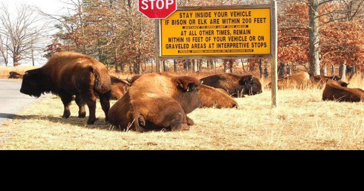 Elk and Bison Prairie at LBL to be closed during eclipse | Community ...