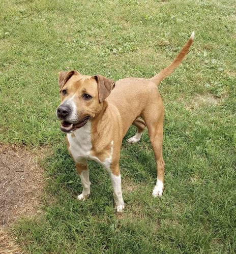 Graham: The dog that will make your family feel whole | News | WPSD Local 6