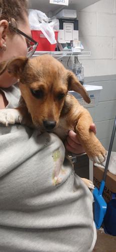 Mayfield-Graves County Animal Shelter February 2026 puppies | | WPSD ...