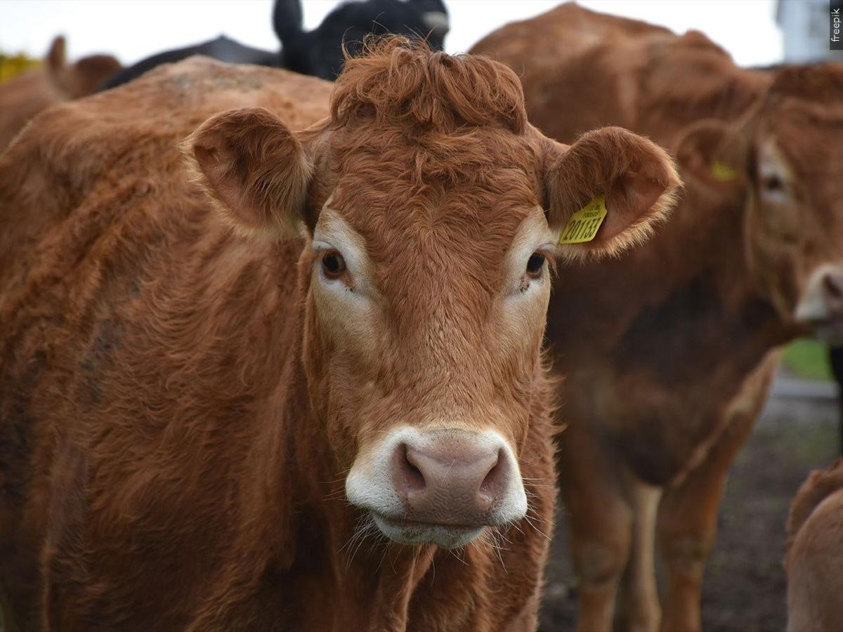 Two years later, banks grapple with impact of massive ghost cattle ...