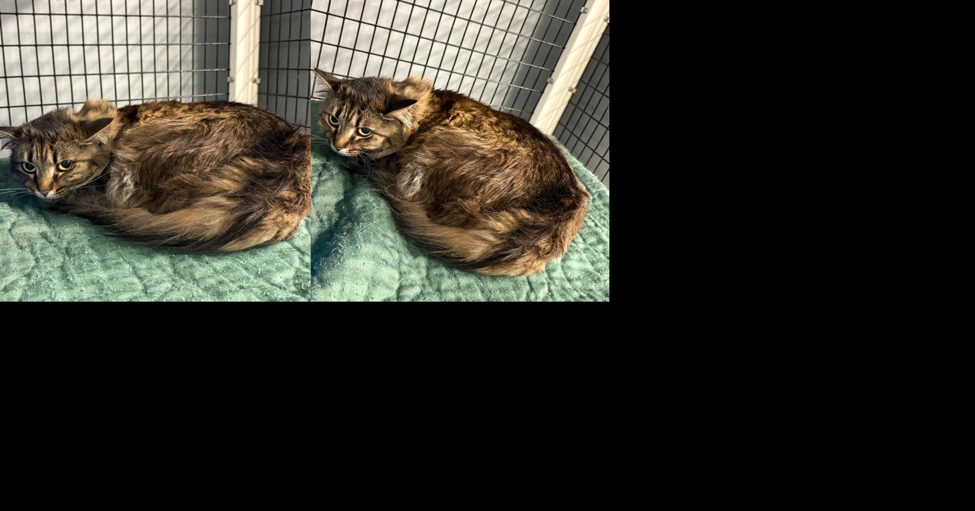 Feline Fursday: meet Fuzzy — one ball of fluff, infinite purrs ...