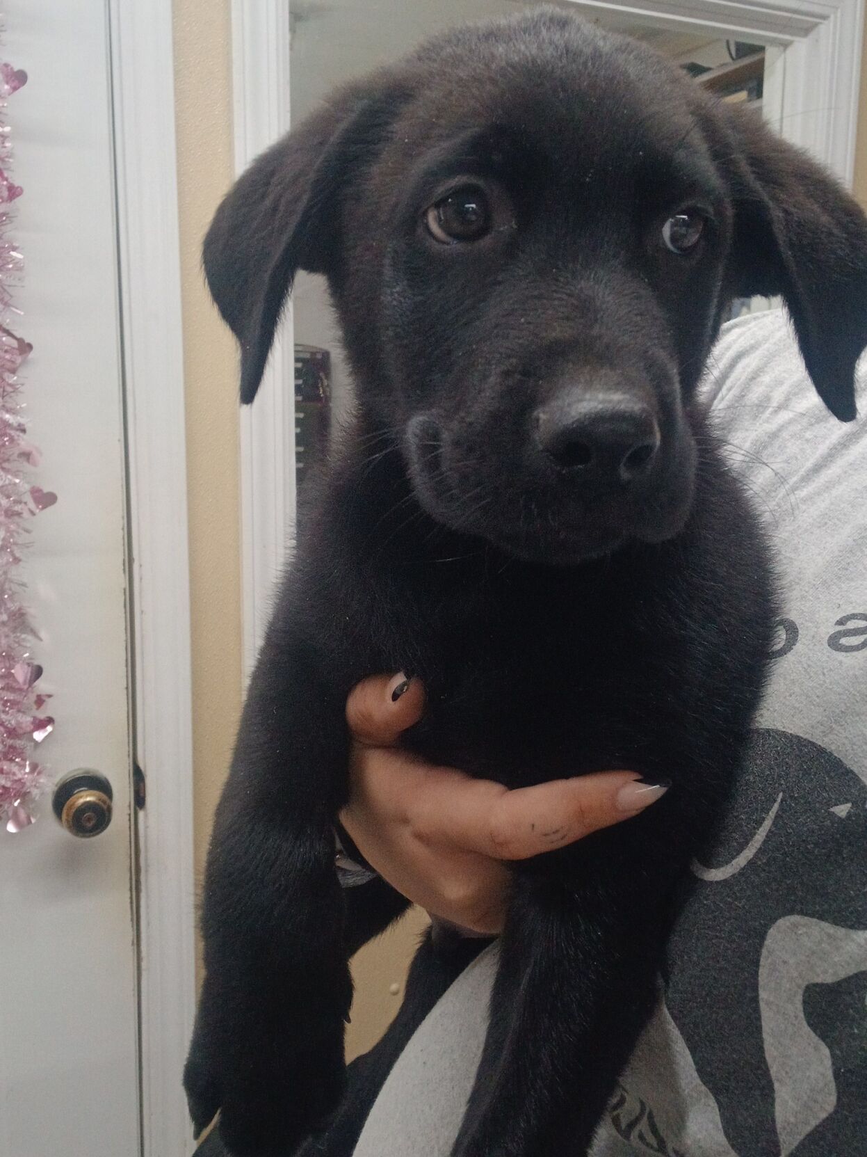 Mayfield-Graves County Animal Shelter lowers puppy adoption fees for ...